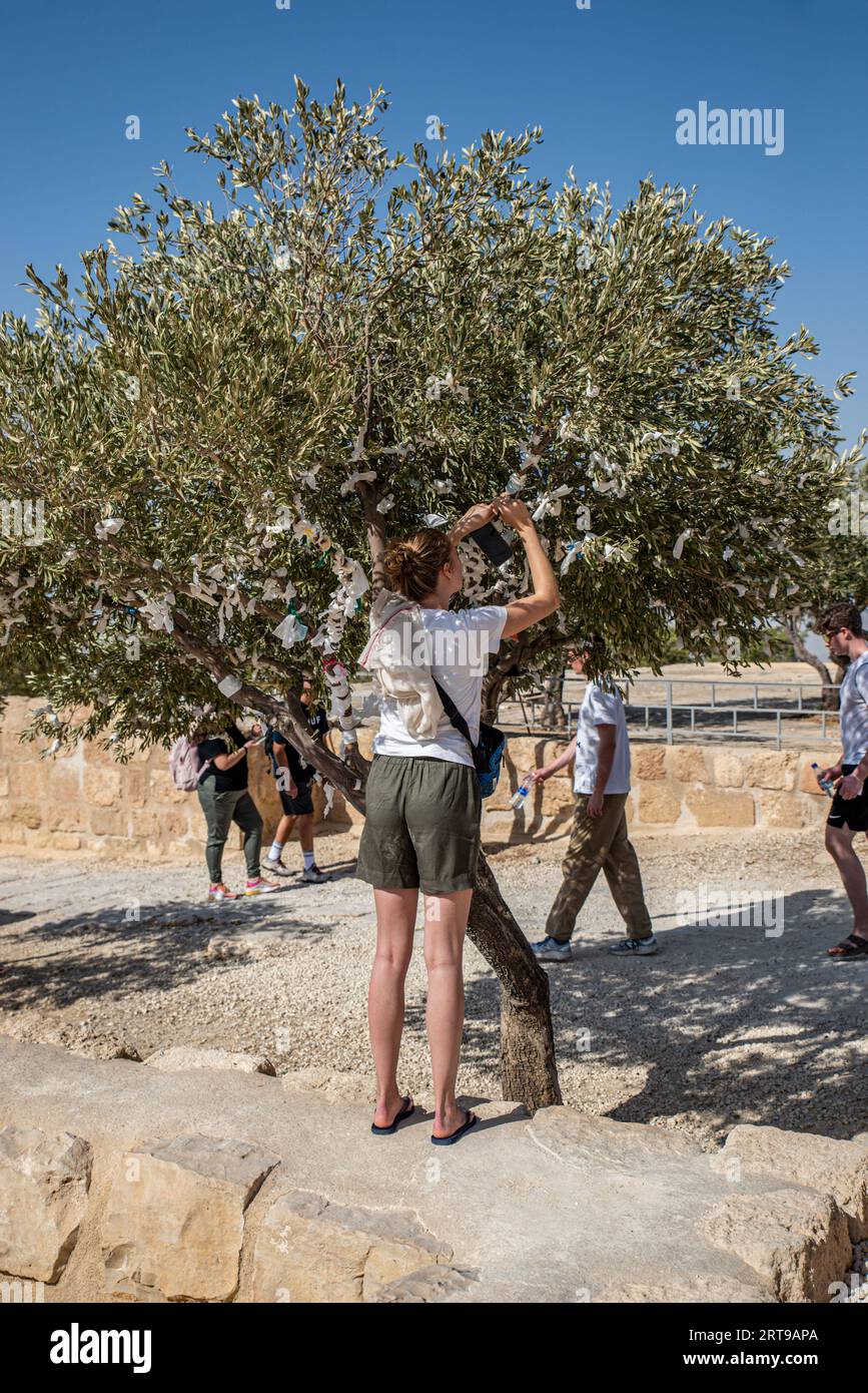 Olive tree planted by Pope John Paul II, Mount Nebo, Jordan Stock Photo ...