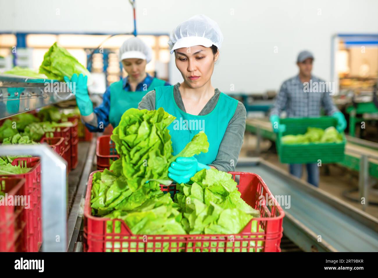 Female worker sorting and preparing lettuce for packaging at factory ...