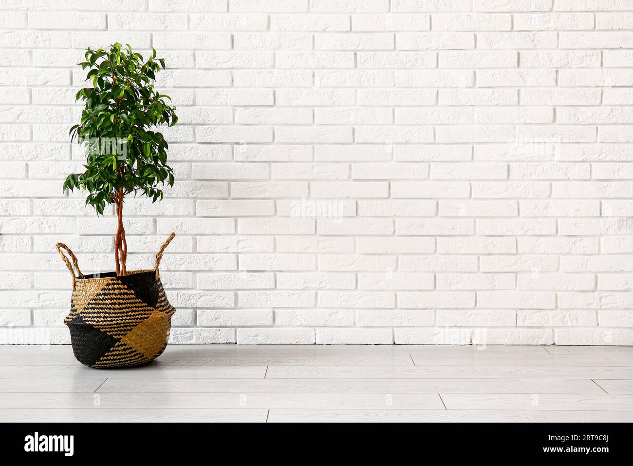 Ficus tree near white brick wall in room Stock Photo - Alamy