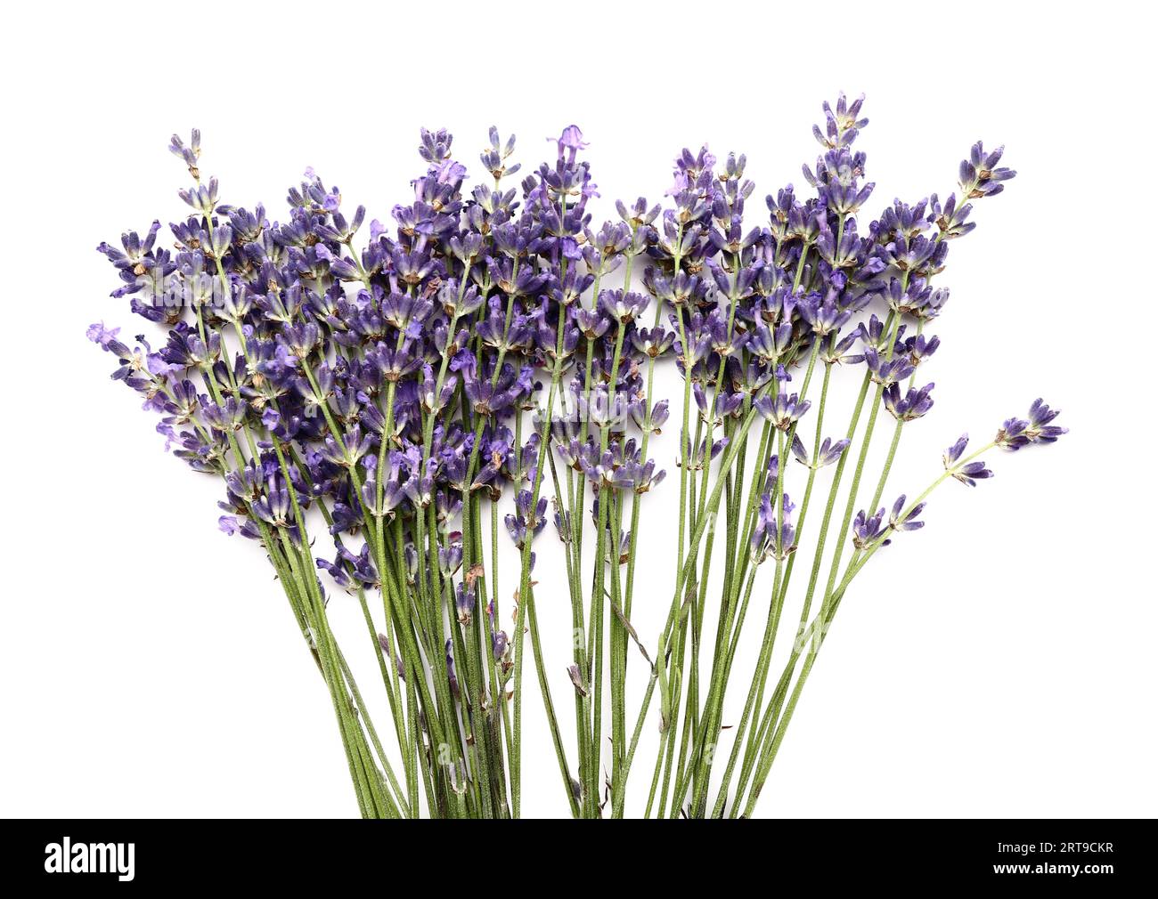 Branches of beautiful lavender flowers on white background Stock Photo ...