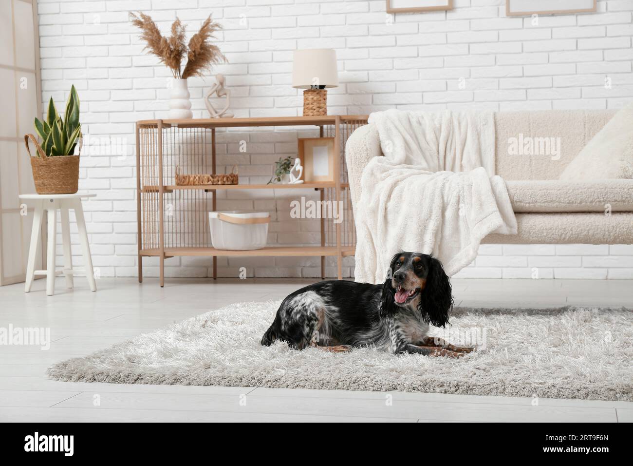Cute cocker spaniel lying on fluffy carpet in living room Stock Photo ...