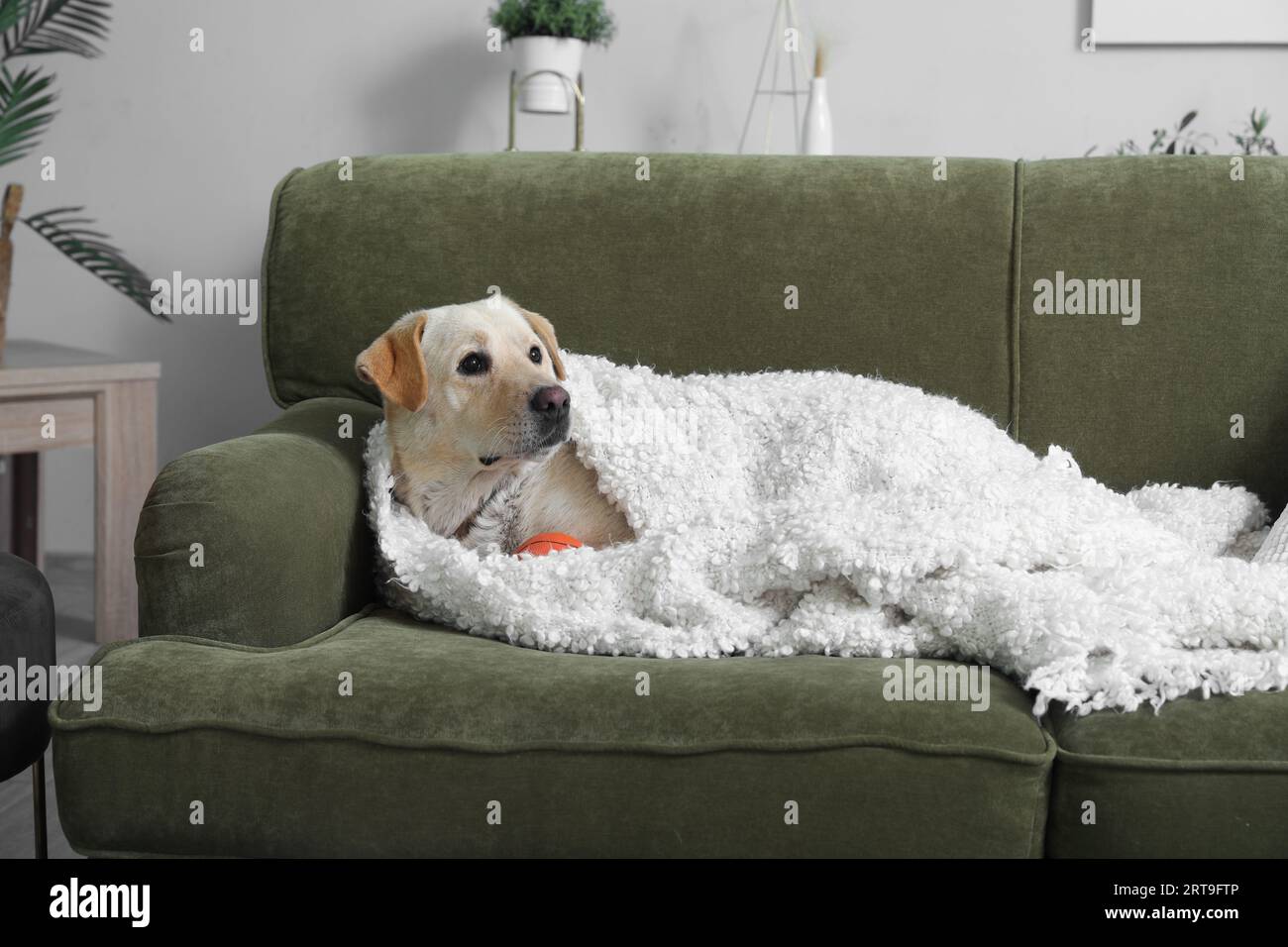 Cute Labrador dog with blanket lying on sofa in living room Stock Photo ...