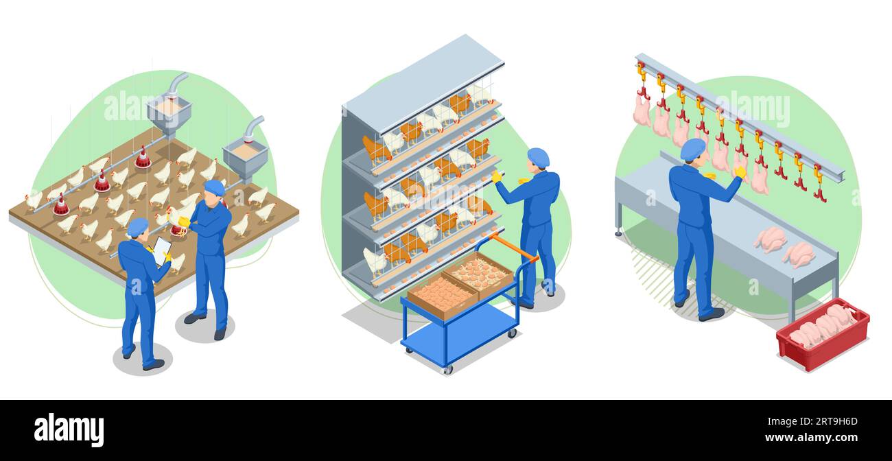 Isometric Poultry farming. Production of chicken meat, eggs, poultry ...