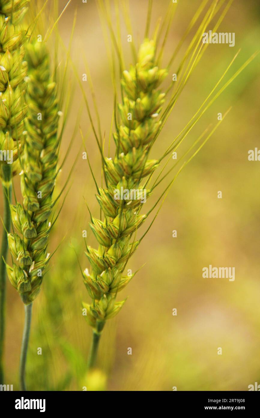 Wheat closeup, agriculture Stock Photo - Alamy