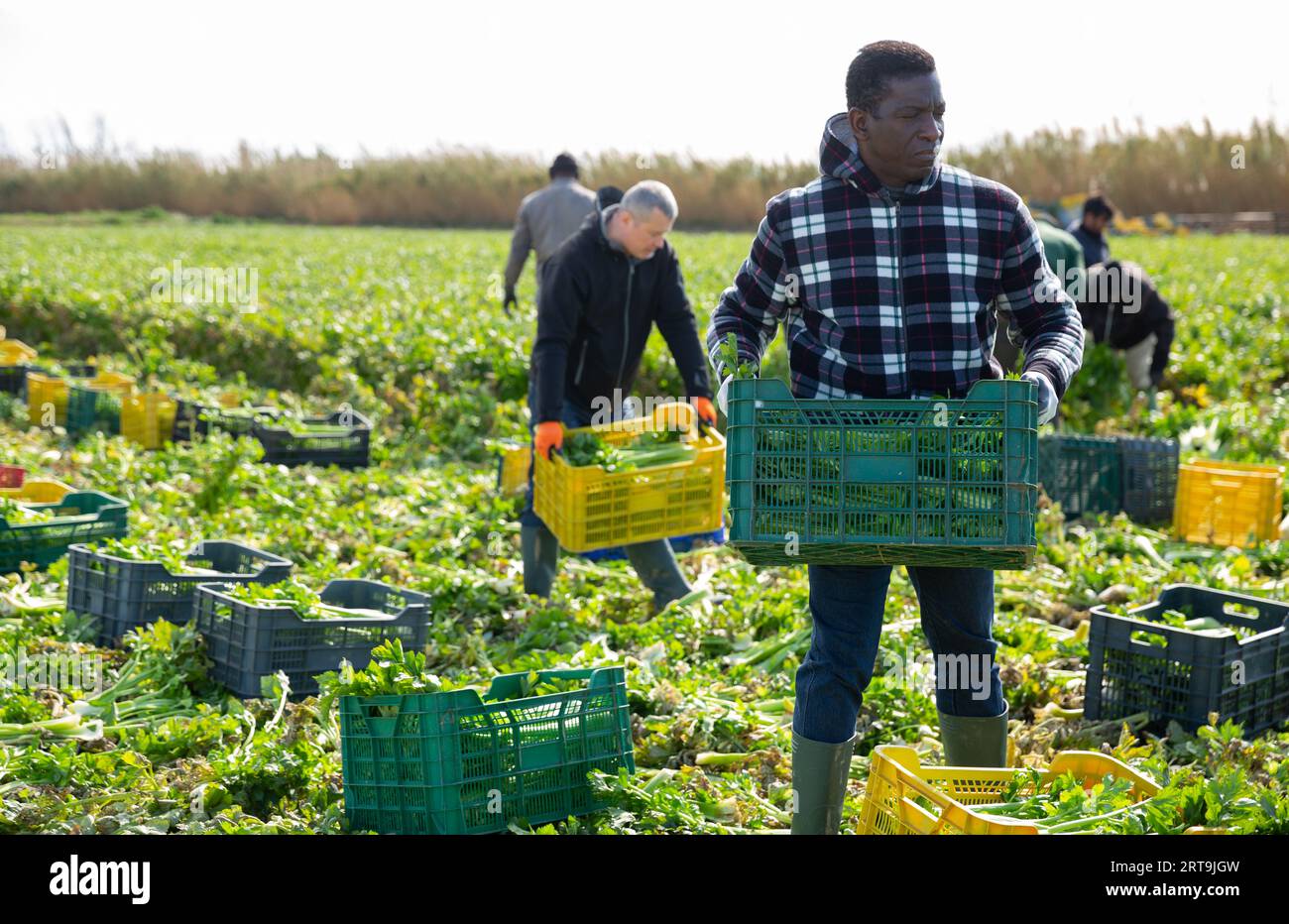 Worker carrying plastic crates hi-res stock photography and images - Alamy