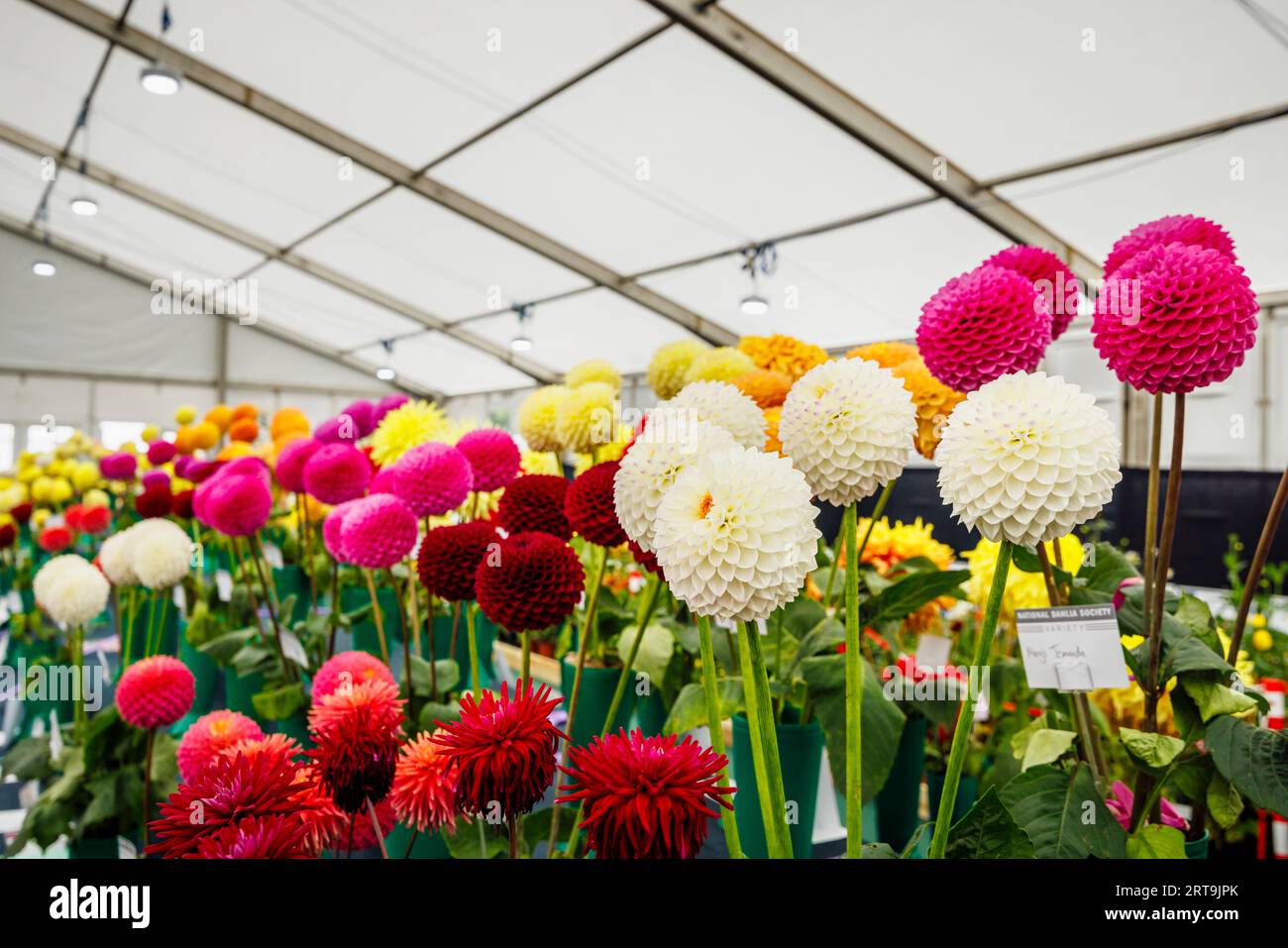 Blooms on display at the National Dahlia Society Show at the RHS Wisley ...