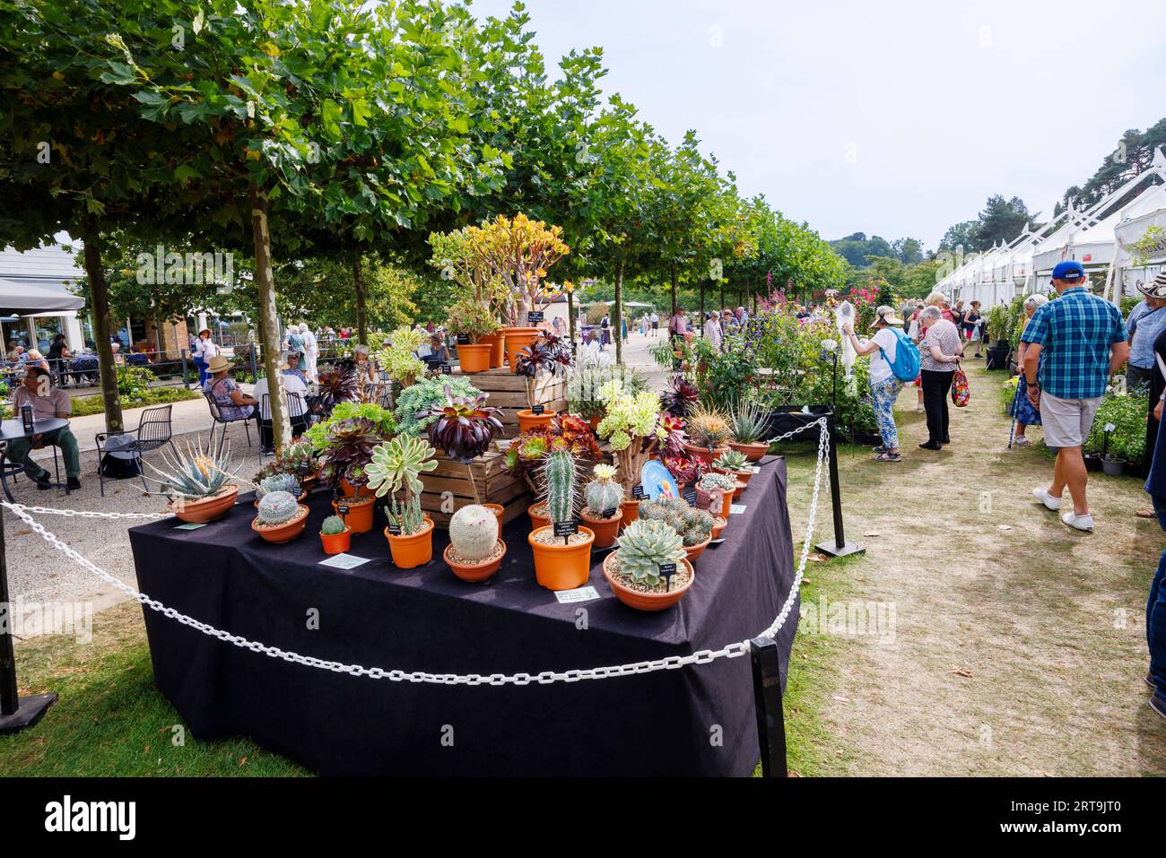 Display of cacti and succulents at the RHS Wisley Flower Show supported ...