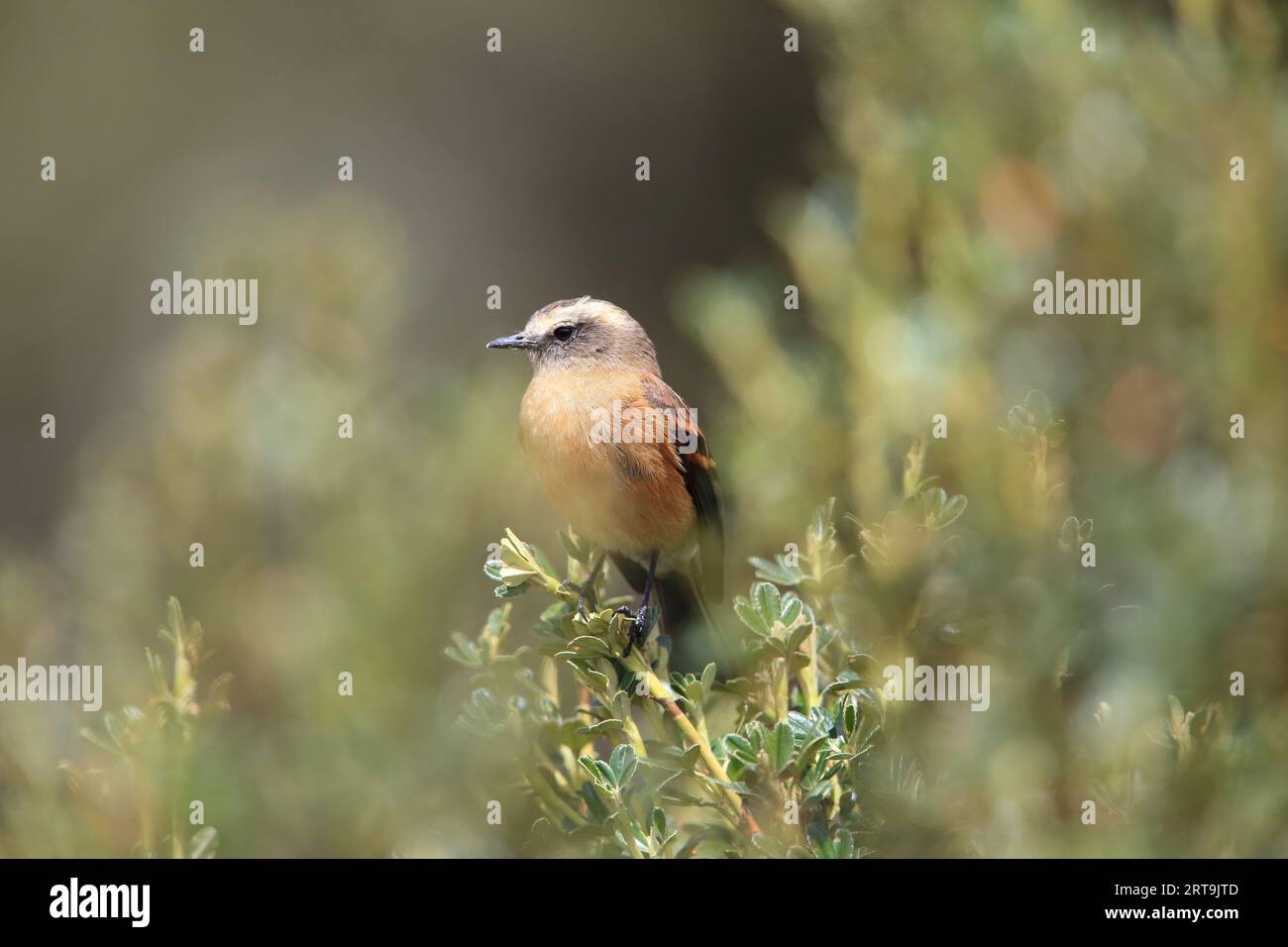 The brown-backed chat-tyrant (Ochthoeca fumicolor) is a species of bird ...