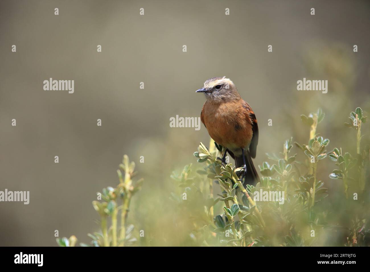 The brown-backed chat-tyrant (Ochthoeca fumicolor) is a species of bird ...