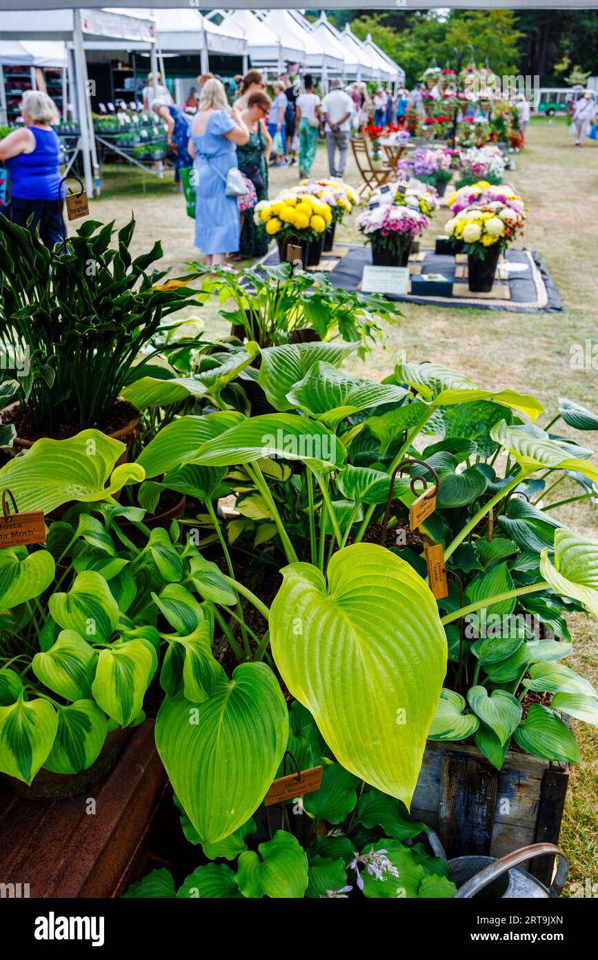 Stalls and display of hostas at the RHS Wisley Flower Show supported by ...