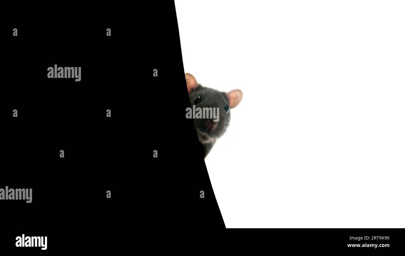 A lab rat on a white background Stock Photo - Alamy