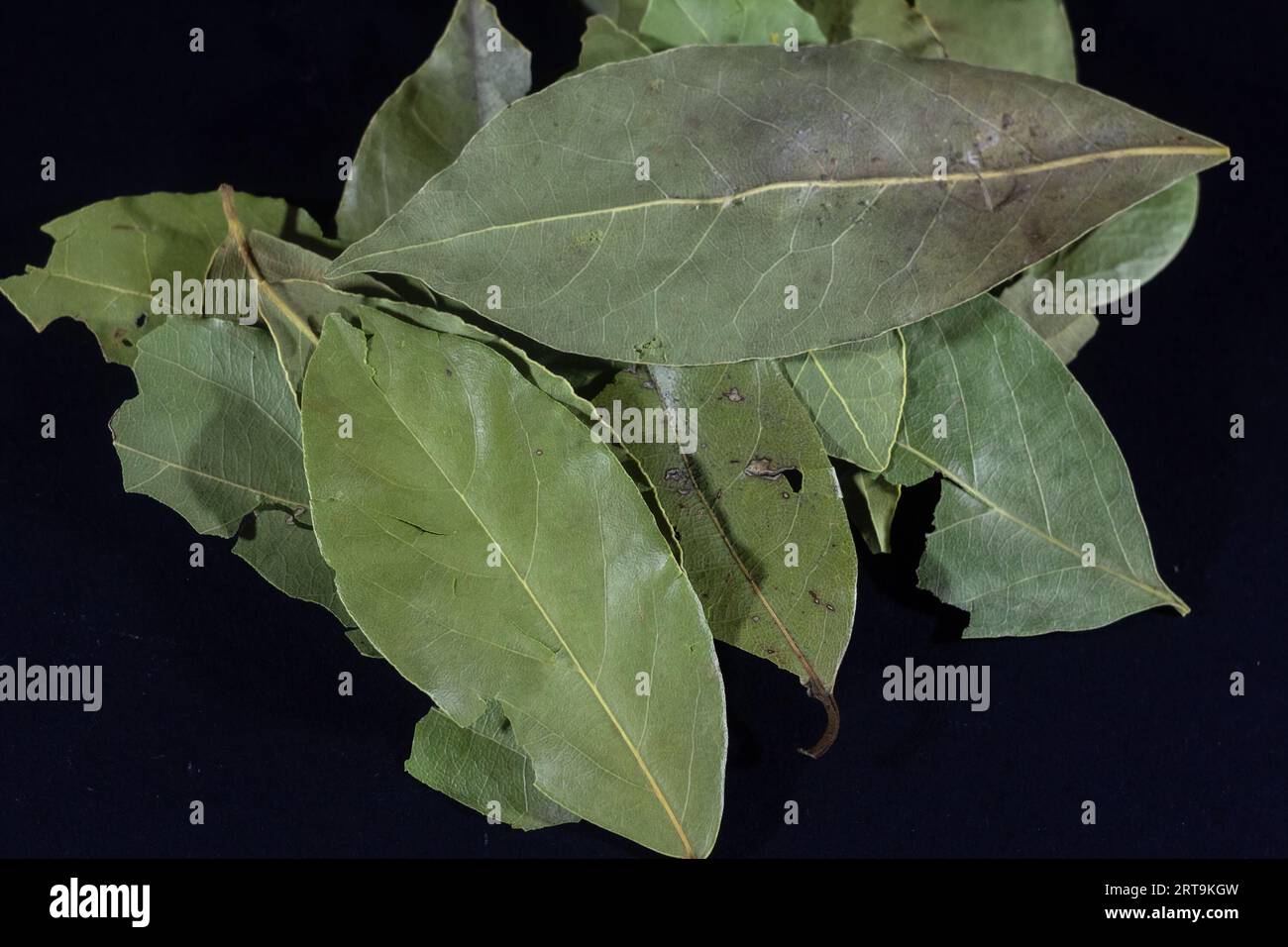 Picture of dried bayleaves on a studio isolated black background. The ...