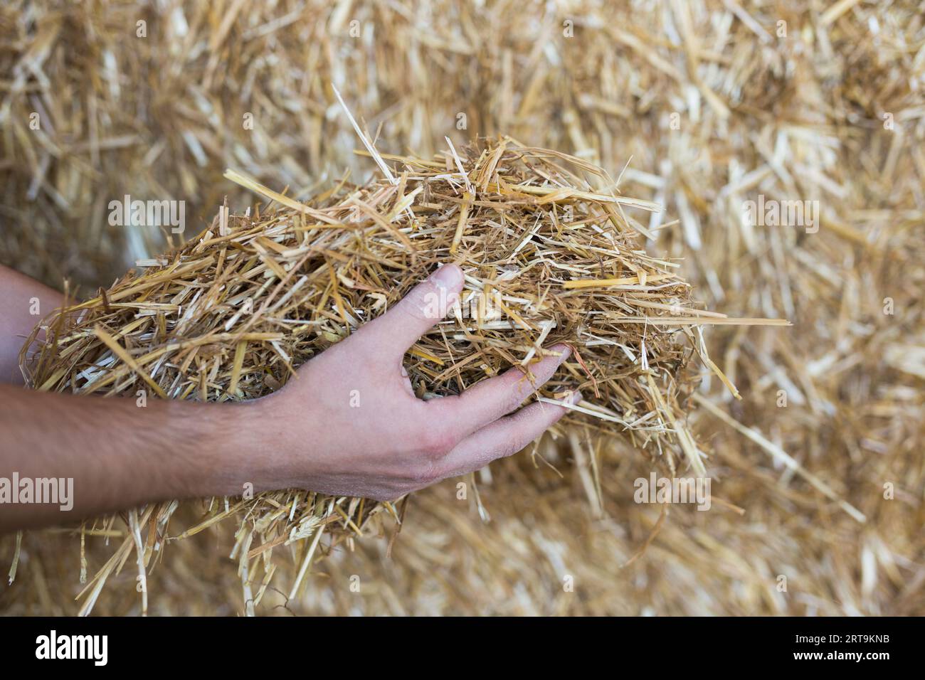 Hands holding bunch of hay Stock Photo - Alamy