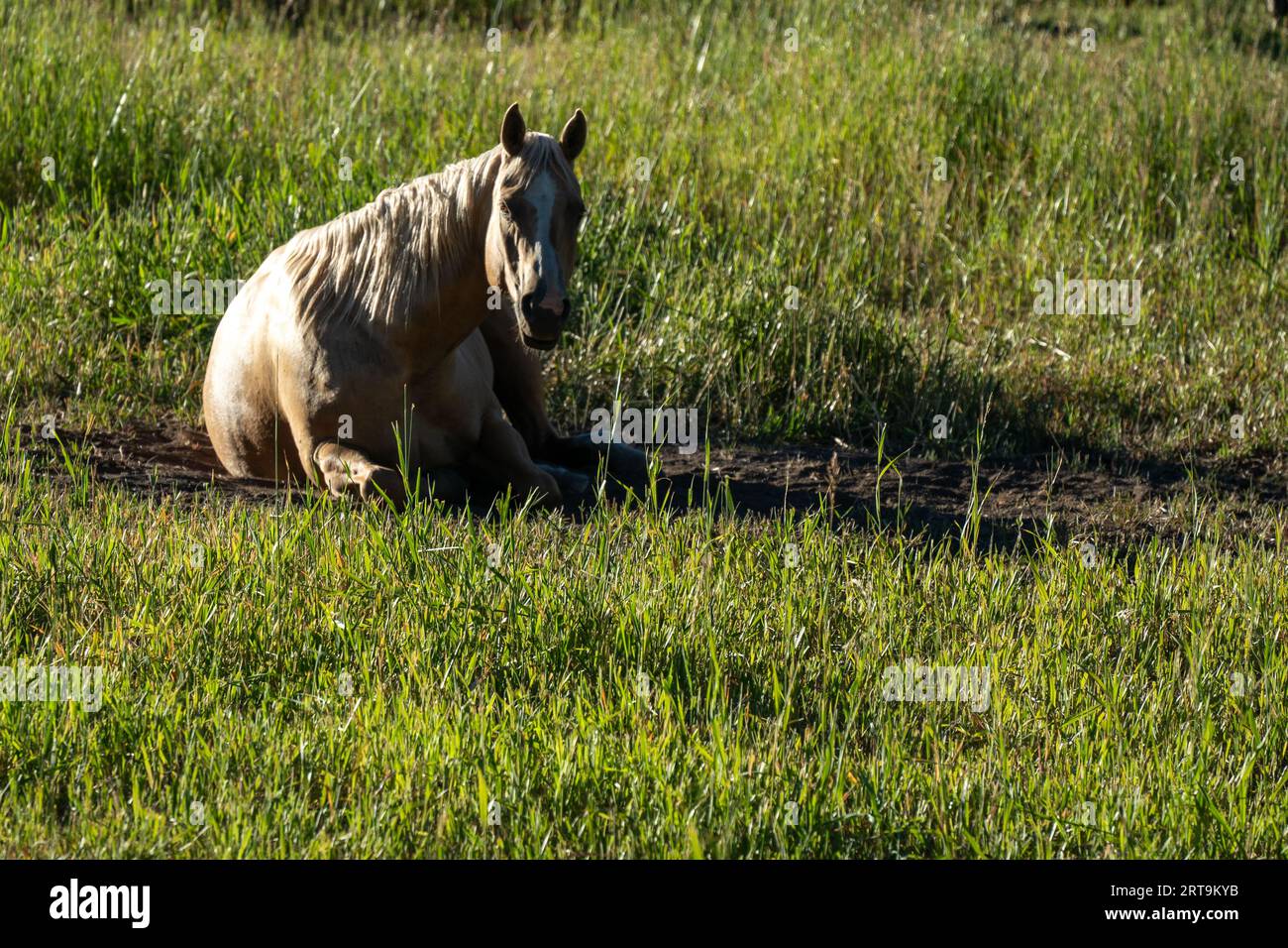 Early morning horse rising in sunshine Stock Photo - Alamy