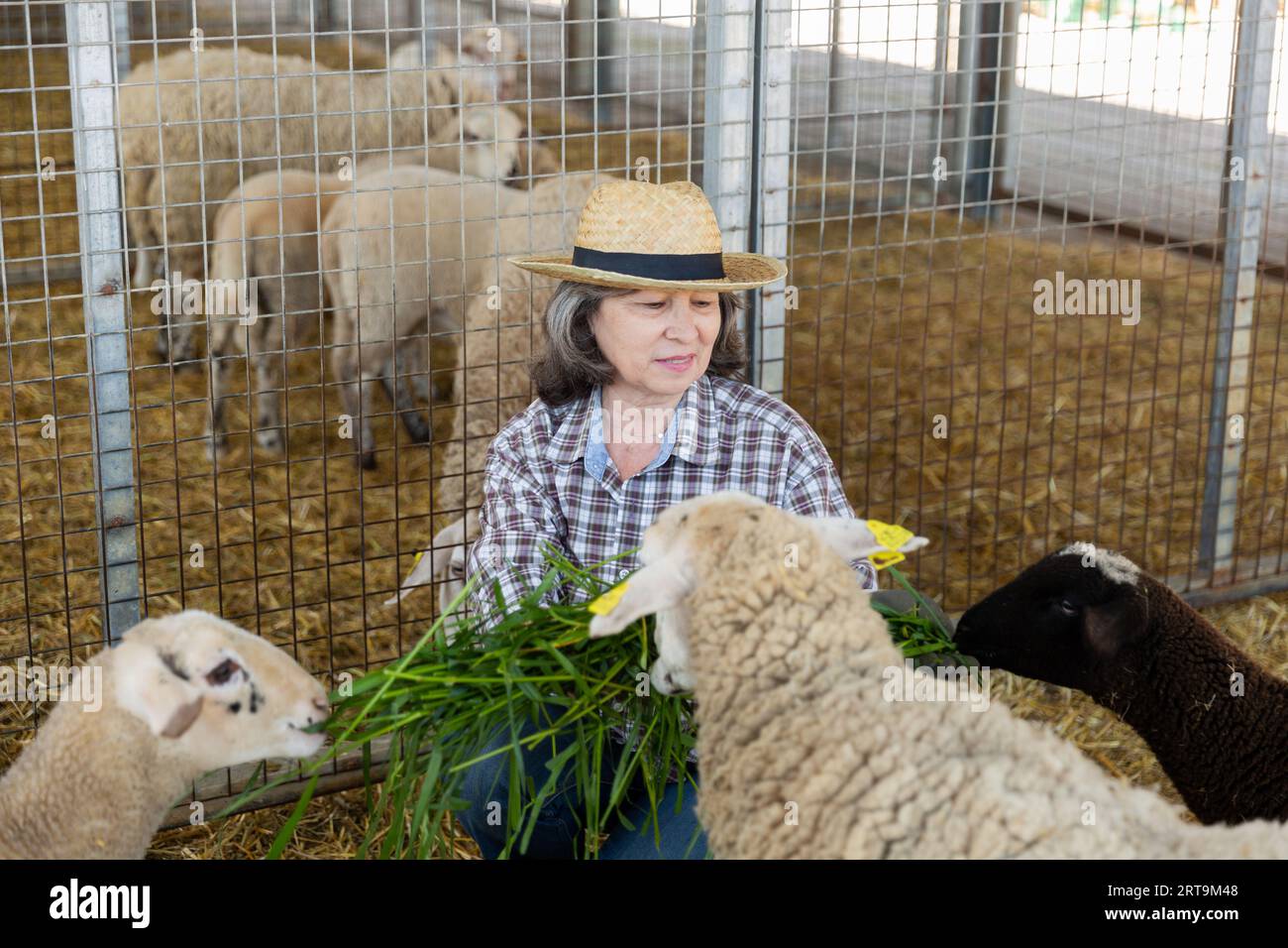 Female farm worker taking care of sheep Stock Photo - Alamy
