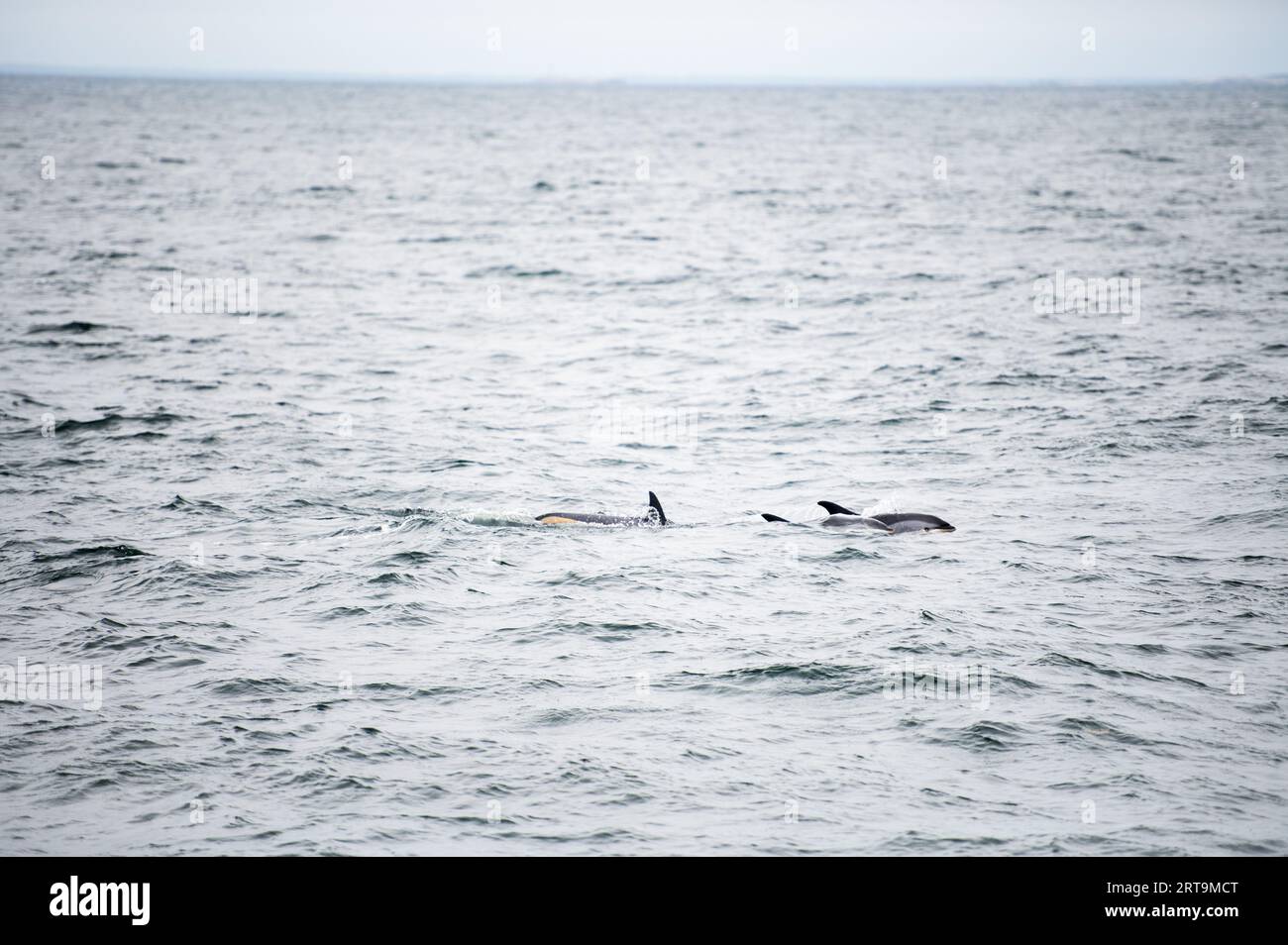 Dolphin group hi-res stock photography and images - Alamy