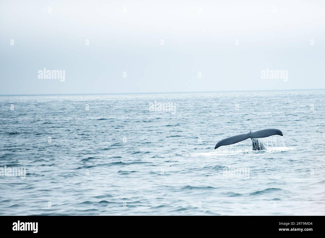 Wave tail hi-res stock photography and images - Alamy