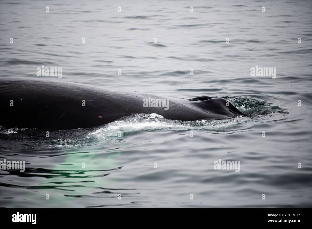 Whale waves hi-res stock photography and images - Alamy