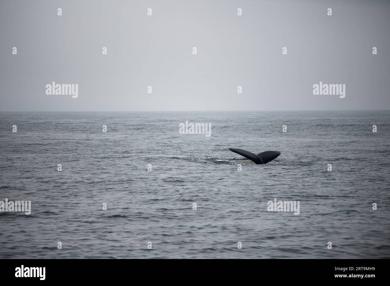 Whale tail ocean wave hi-res stock photography and images - Alamy