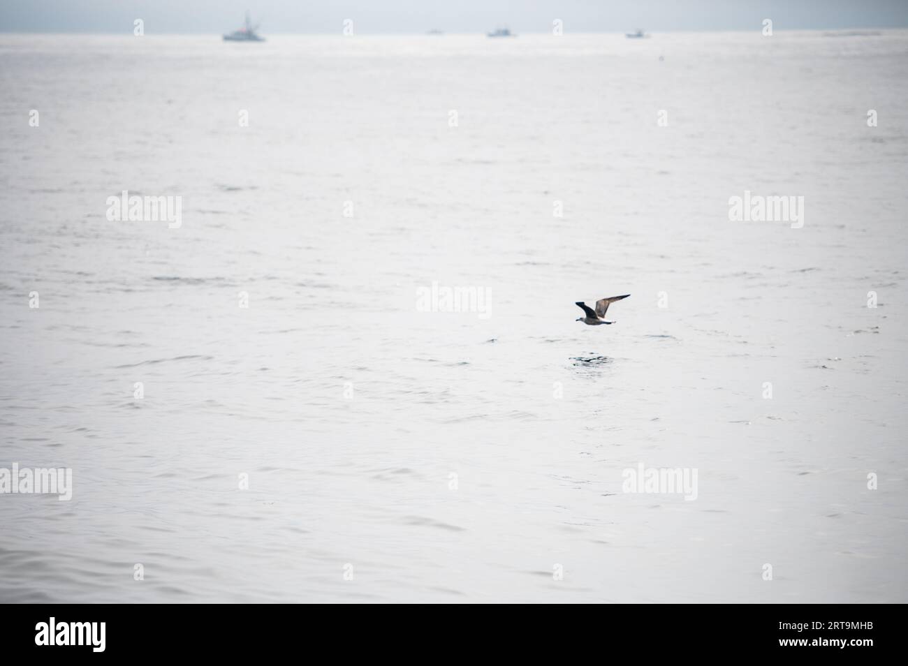 Ocean waves bird hi-res stock photography and images - Alamy