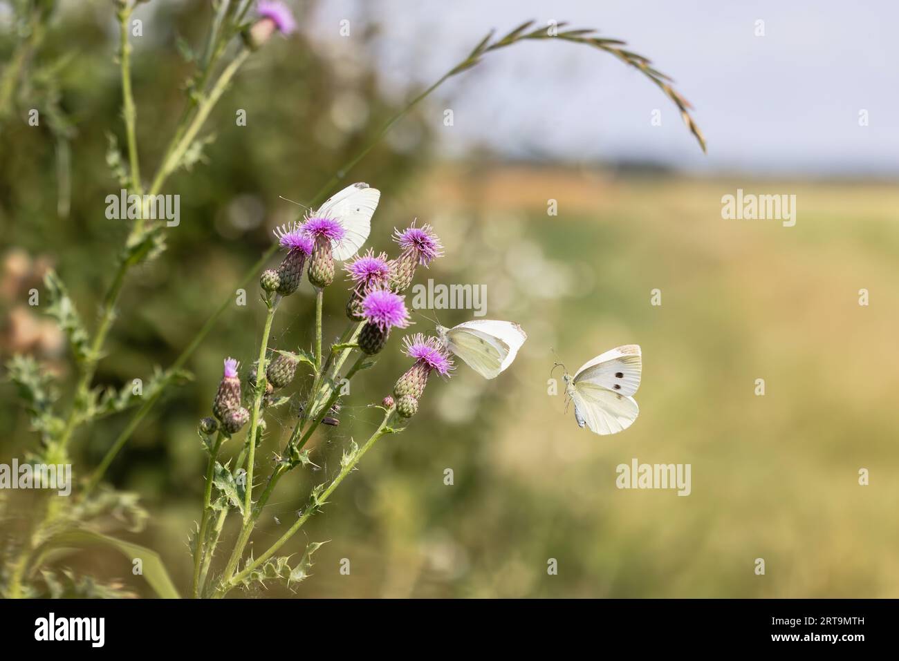 picture of cabbage white butterflies visiting thistle flowers at the ...