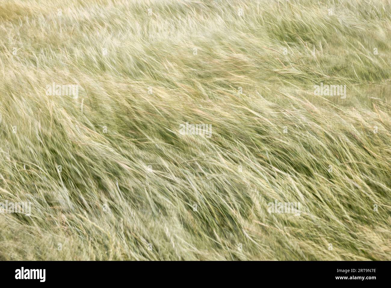 picture of a meadow with tall grass in strong wind, image with motion ...