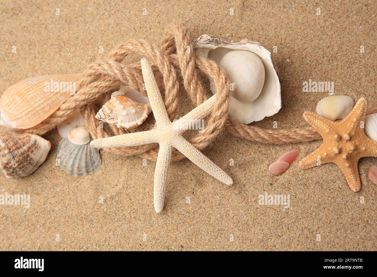 Different sea shells starfishes hi-res stock photography and images - Alamy