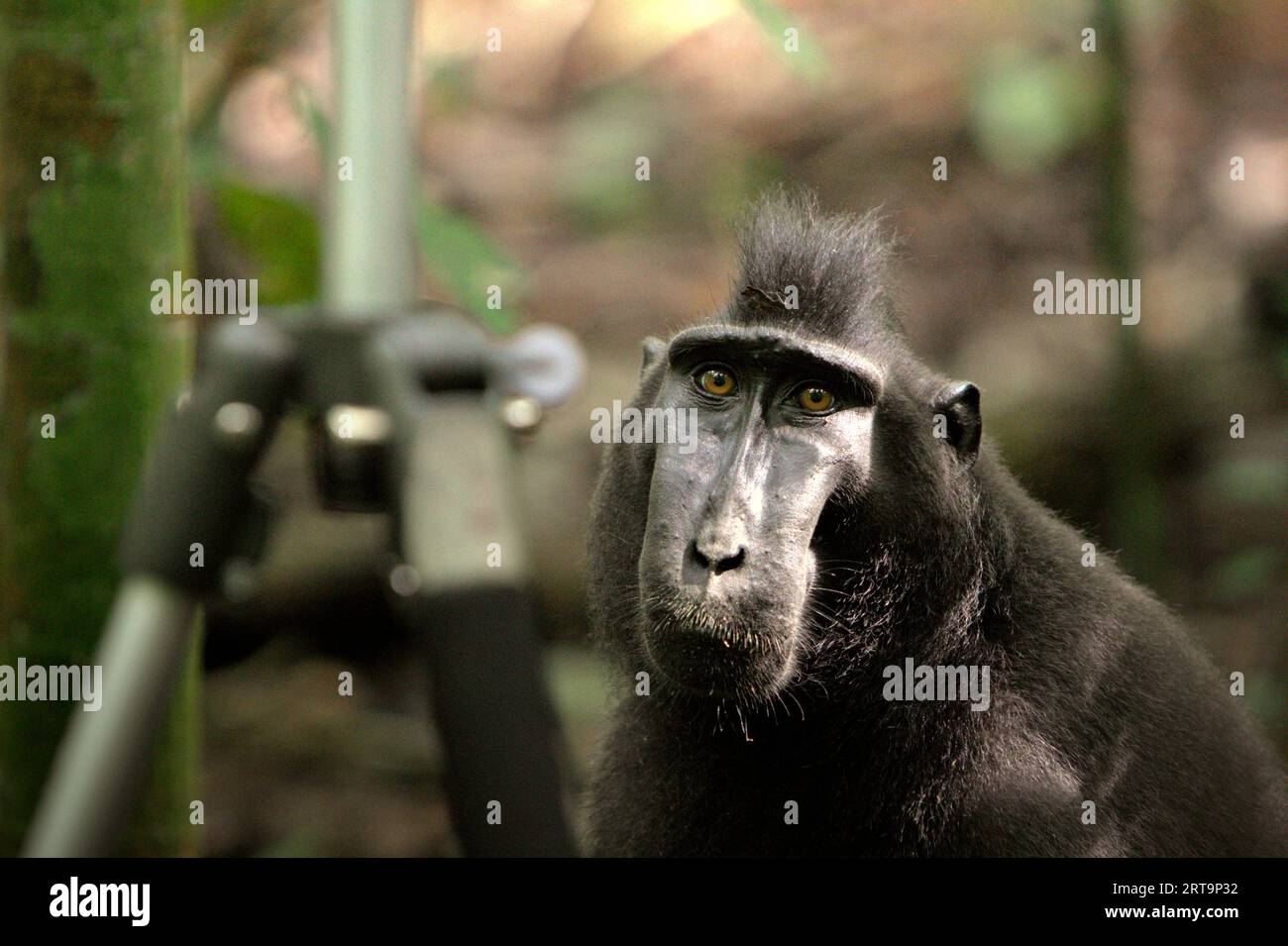 Wildlife habitat disturbance hi-res stock photography and images - Alamy
