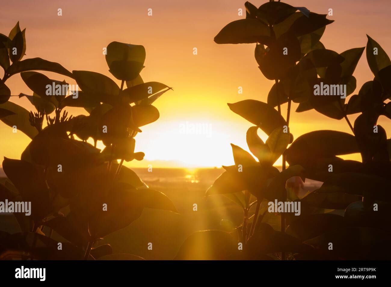 Sun rays from rising sun on horizon through near foliage in silhouette ...