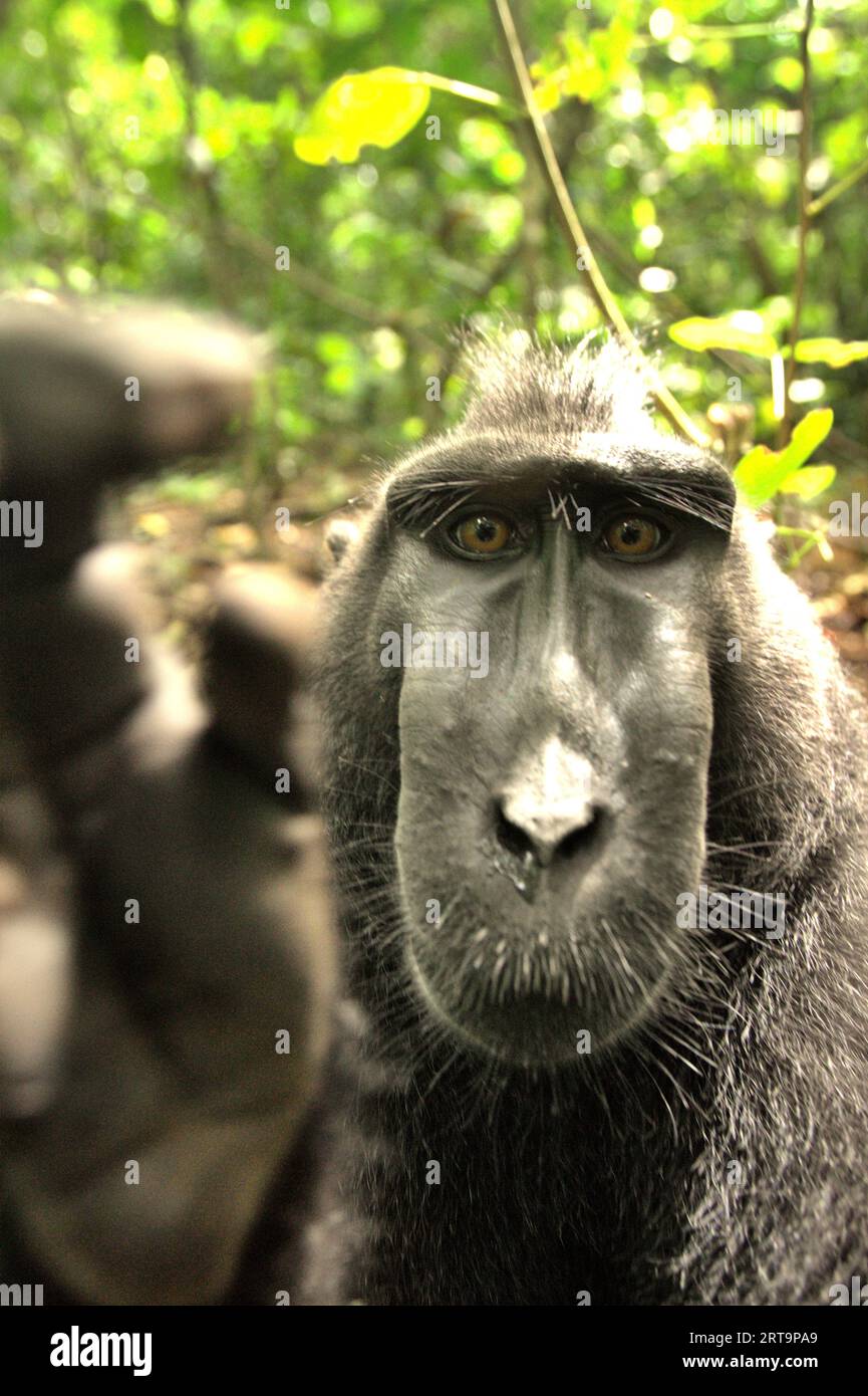 A habituated crested macaque (Macaca nigra) stares at camera while ...