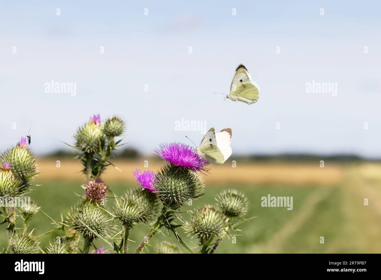 picture of cabbage white butterflies visiting thistle flowers at the ...