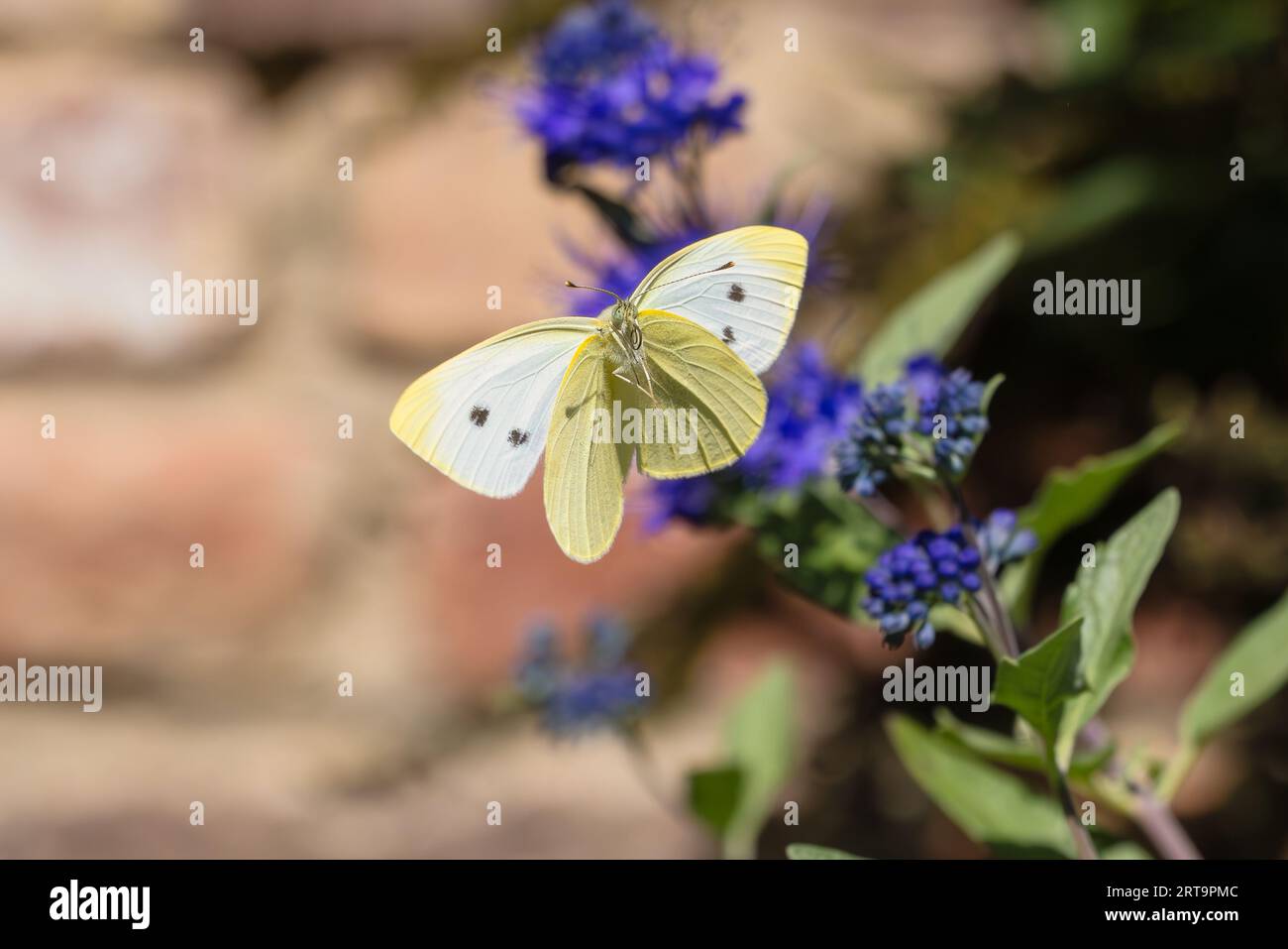 picture of a flying cabbage white butterfly in front of Caryopteris ...