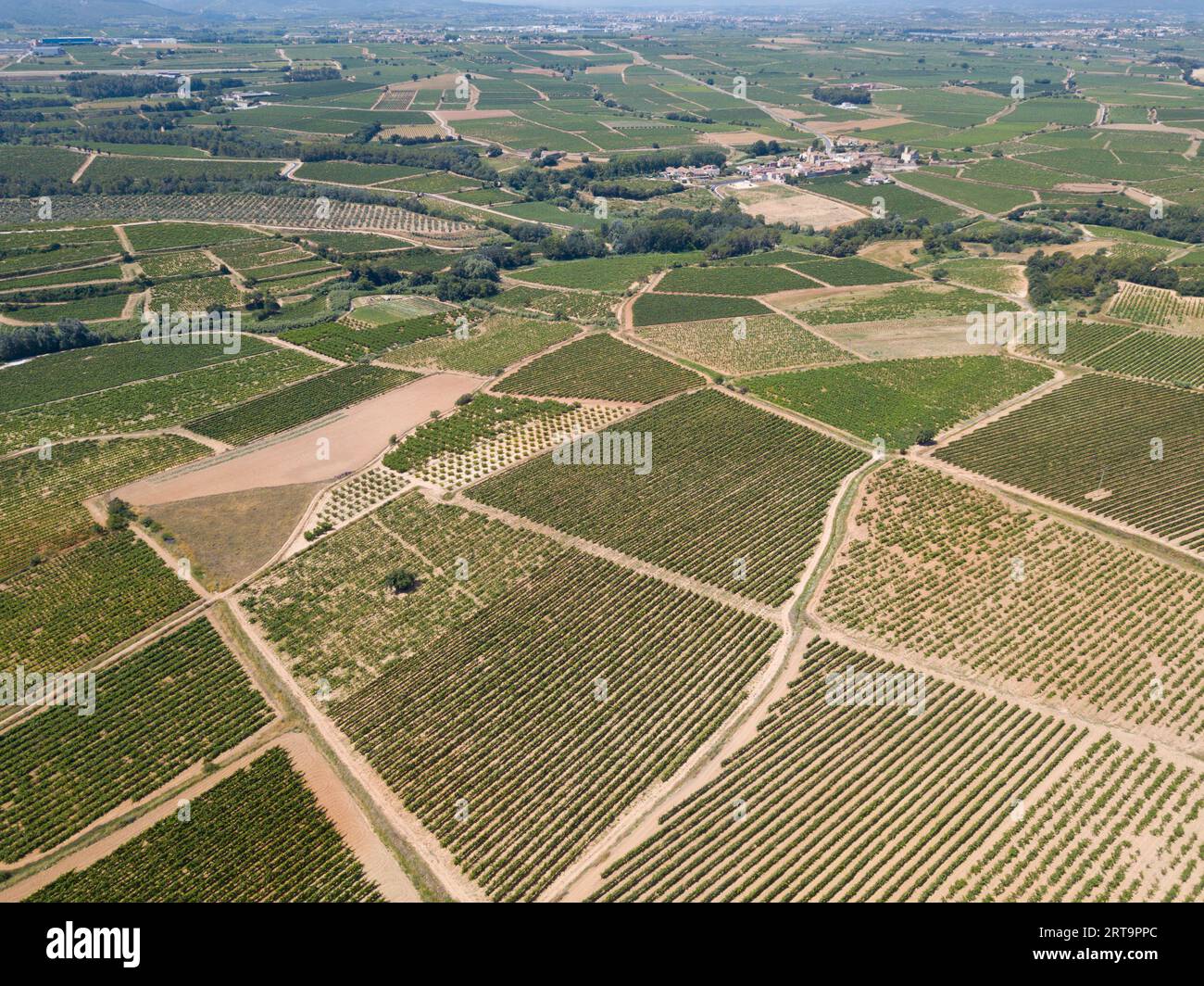 Aerial view of vineyard plantations Stock Photo - Alamy