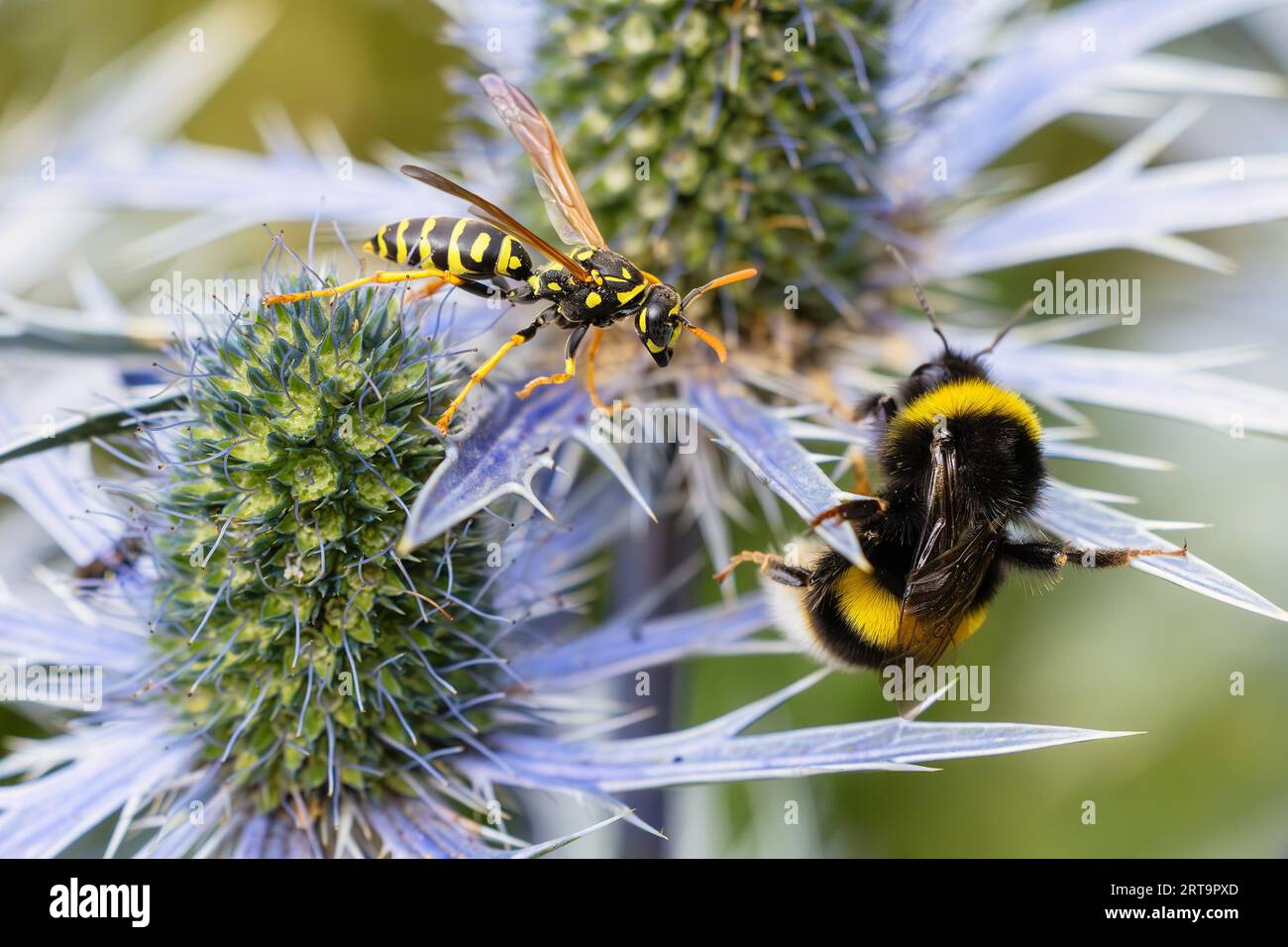 picture of a wasp defending itself against the attack of a bumblebee ...
