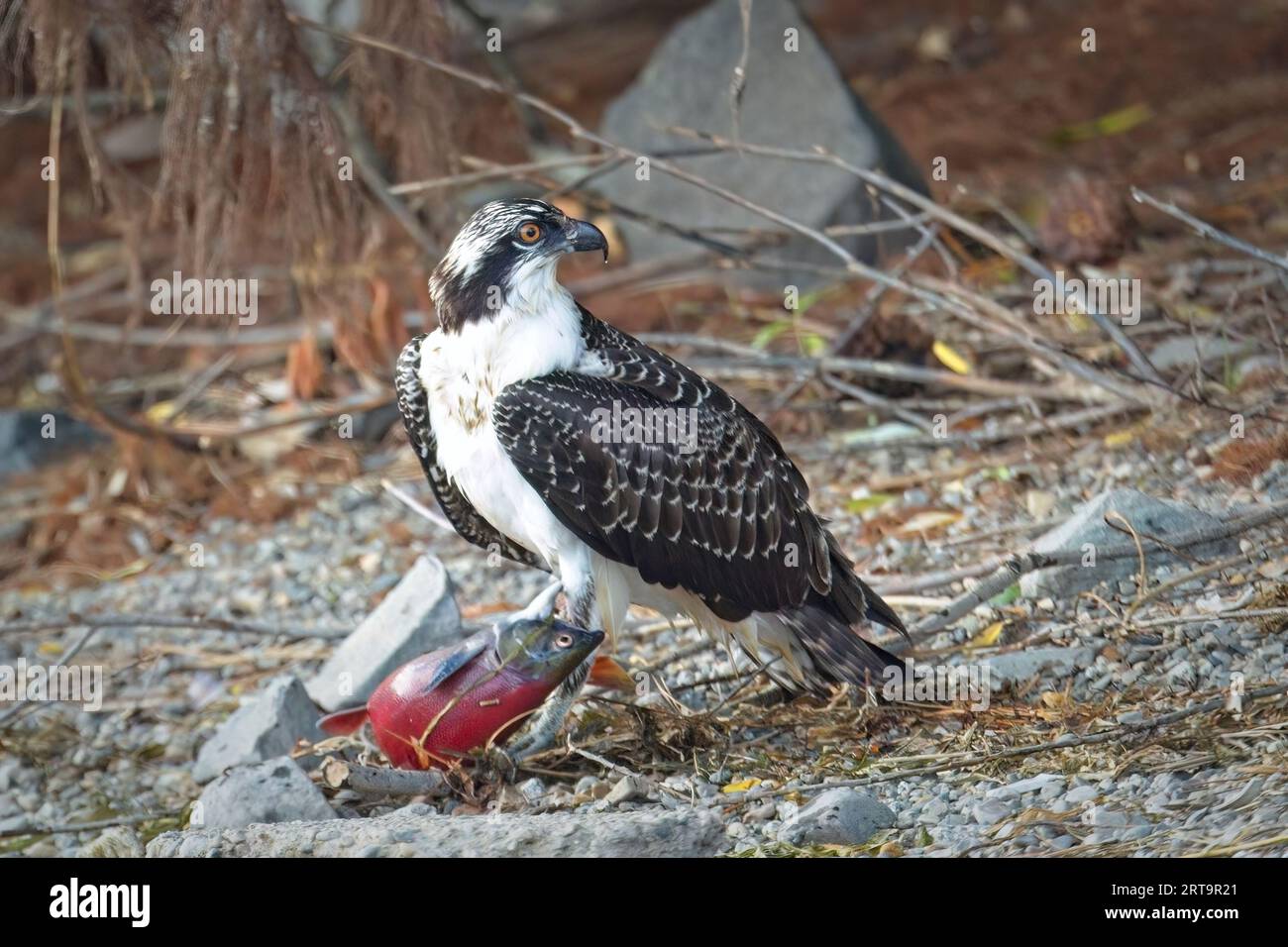 A large osprey stands guard over its fish it recently caught in north ...