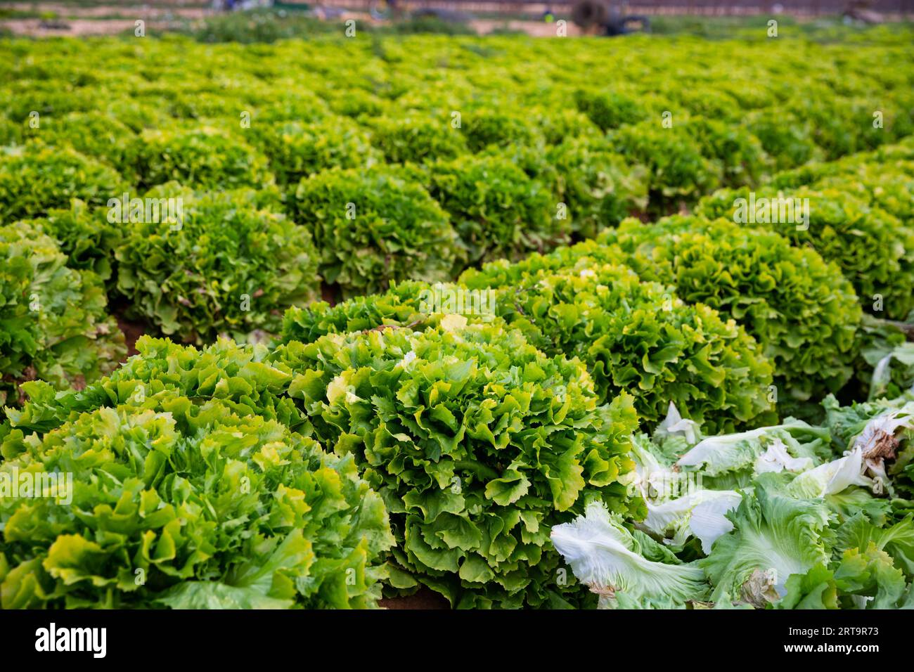 Smooth rows of lettuce on the field Stock Photo - Alamy