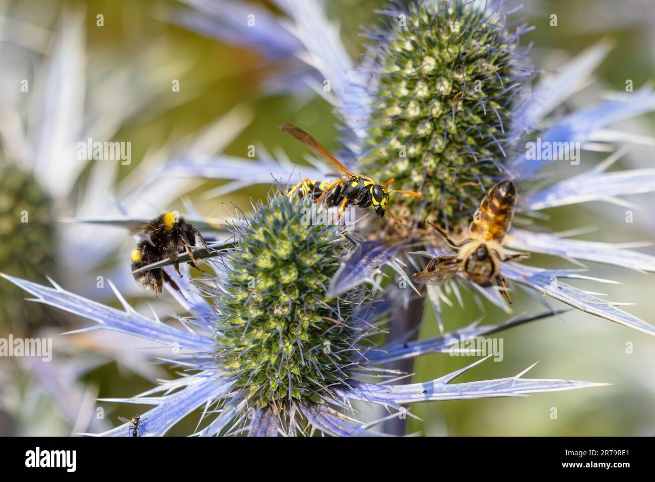 picture of a wasp defending itself against the attack of a bee Stock ...
