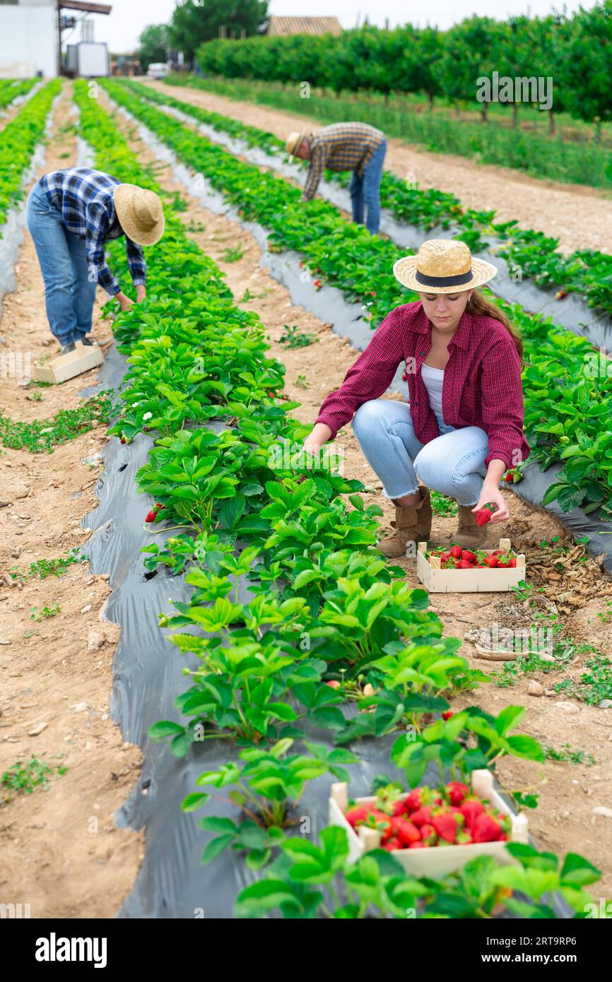 Team of farmers picking strawberry at farm Stock Photo - Alamy