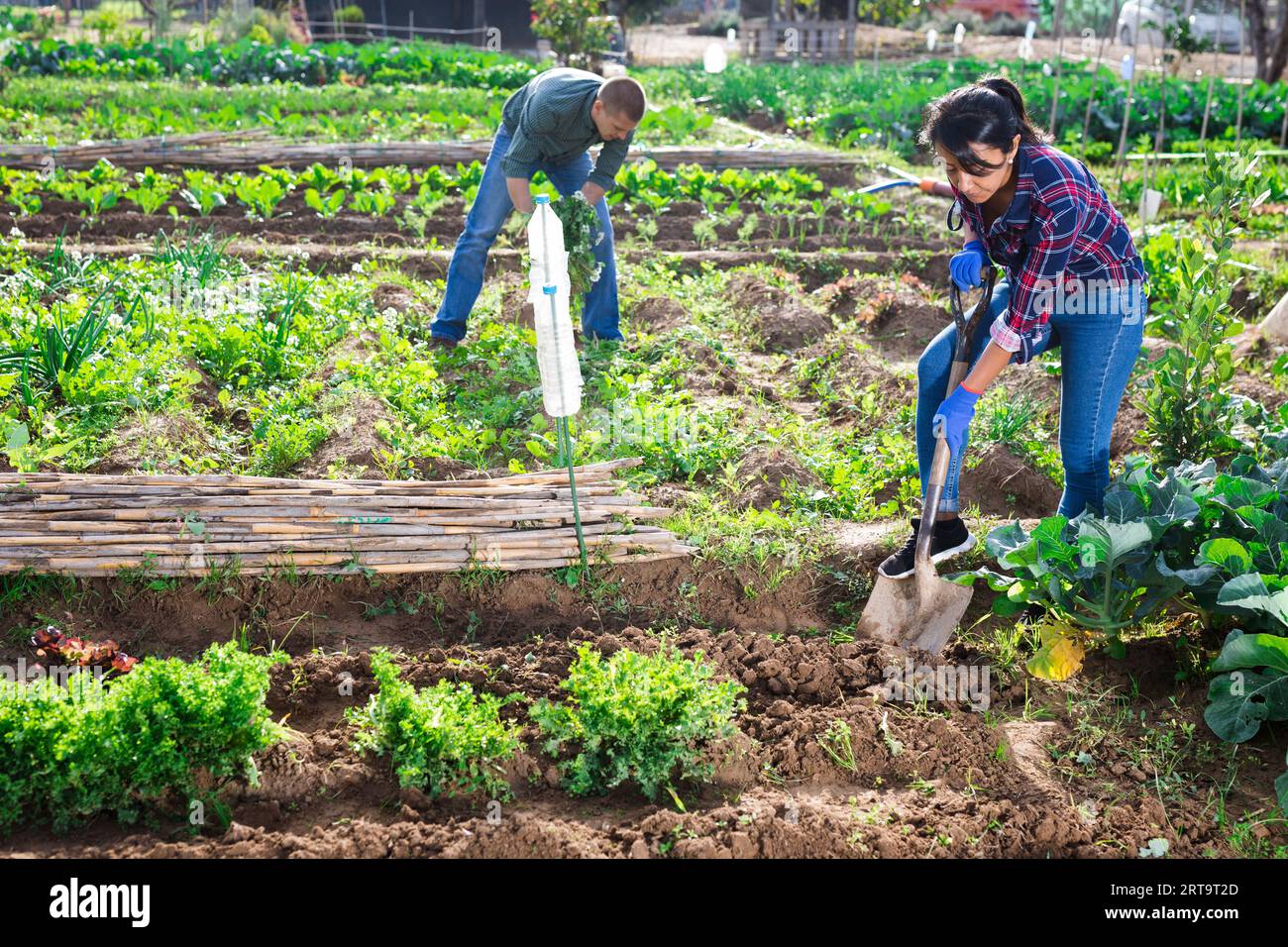 Focused woman digging soil with shovel in vegetable garden Stock Photo ...