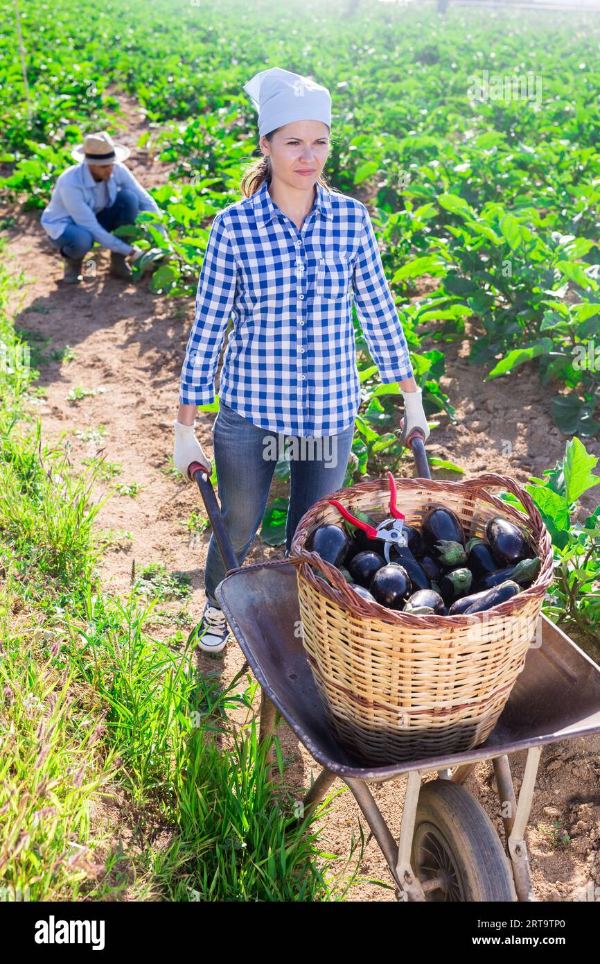 Woman carries on wheelbarrow basket with harvest of eggplant Stock ...