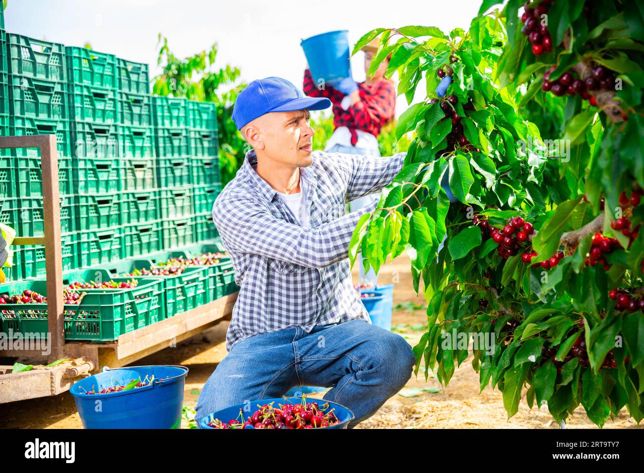 Farmers picking sweet cherries in fruit garden Stock Photo - Alamy
