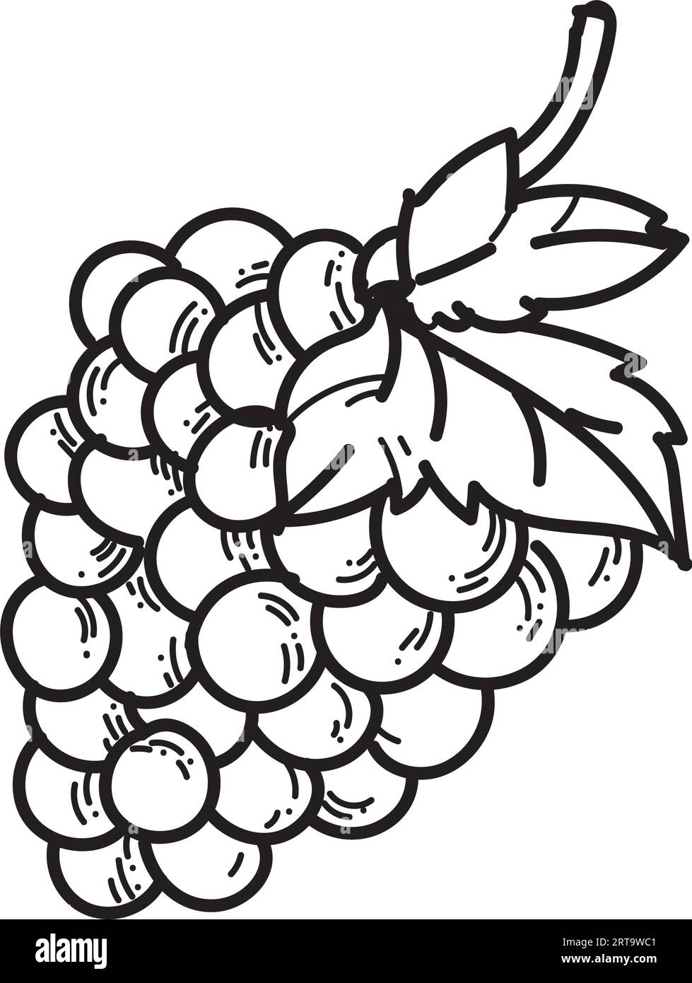 colorless grapes illustration Stock Vector Image & Art - Alamy