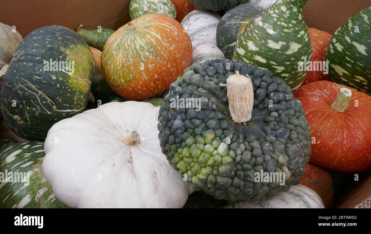 Los Angeles, California, USA 9th September 2023 Pumpkins For sale at ...
