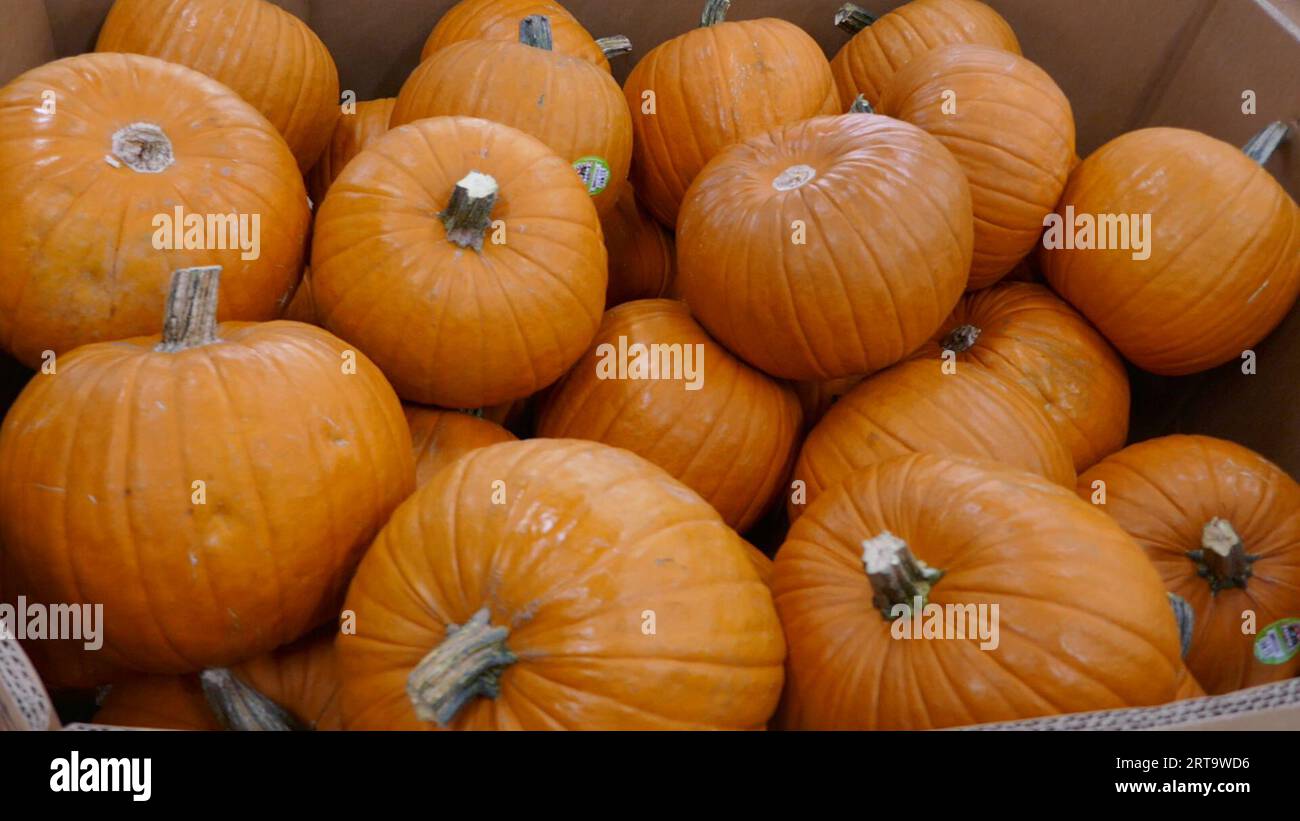 Los Angeles, California, USA 9th September 2023 Pumpkins For sale at ...