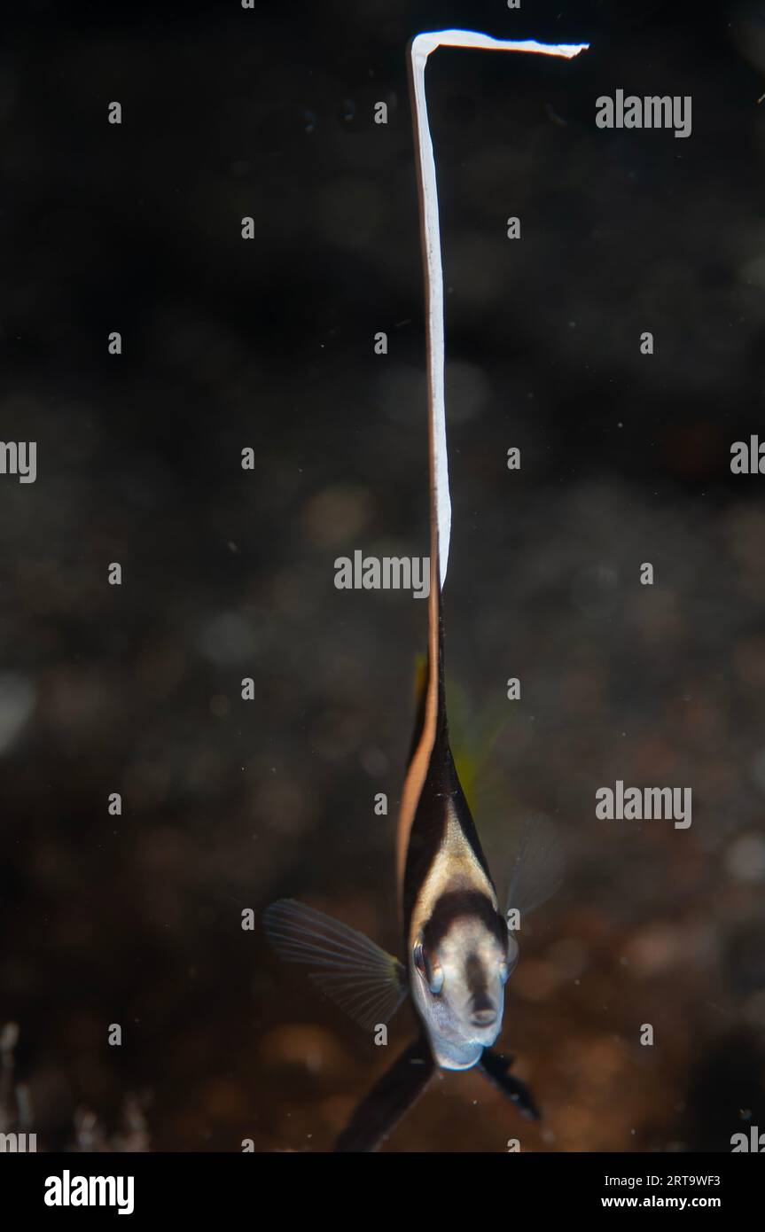 Longfin Bannerfish, Heniochus acuminatus, with long dorsal fin, Night ...