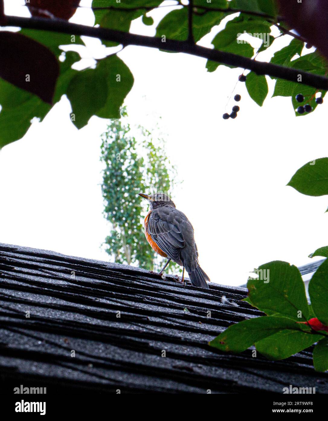 Climate and bird hi-res stock photography and images - Alamy