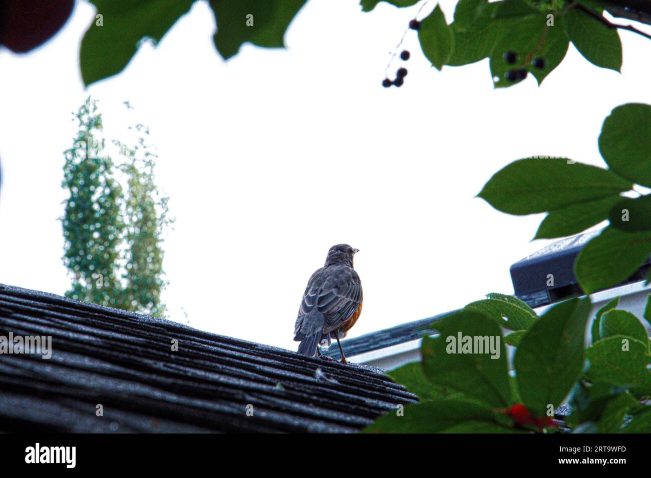 Birds rooftop sky hi-res stock photography and images - Alamy
