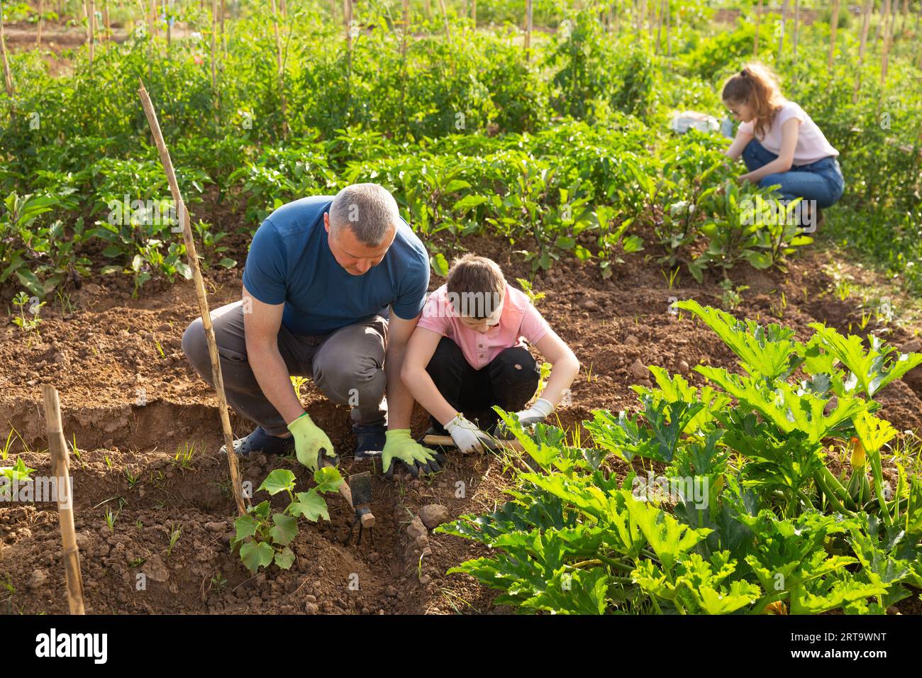 Preteen boy helping father work in vegetable garden Stock Photo - Alamy