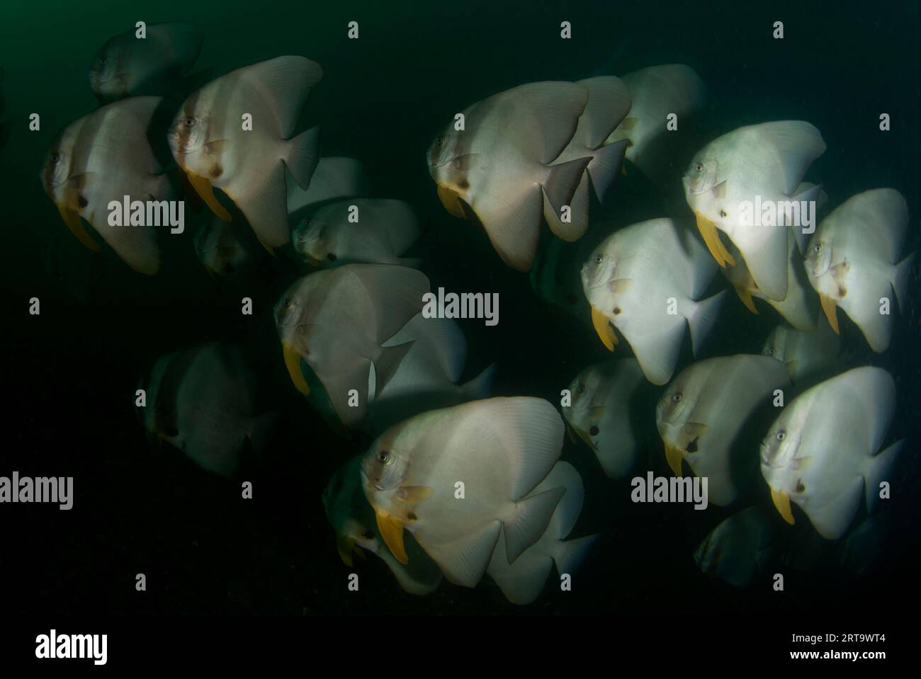 School of Tall-fin Batfish, Platax teira, in murky water, Pier dive ...