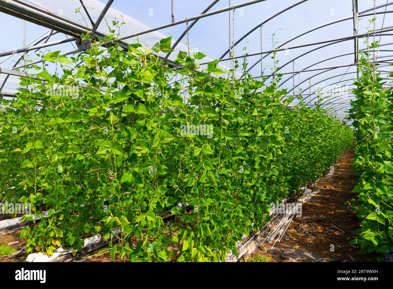 Bean plants grow in rows in a greenhouse Stock Photo - Alamy